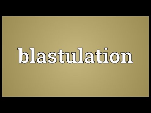 Blastulation Meaning