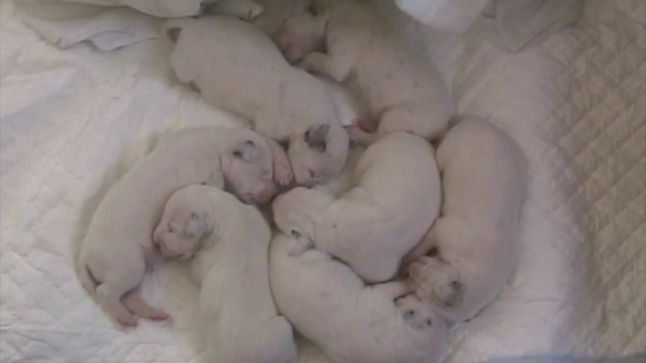 Dalmatian Puppies from Birth to 2 Months of Age