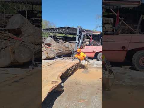 Dub ( oak ) 400 x 150 cm Stihl ms880