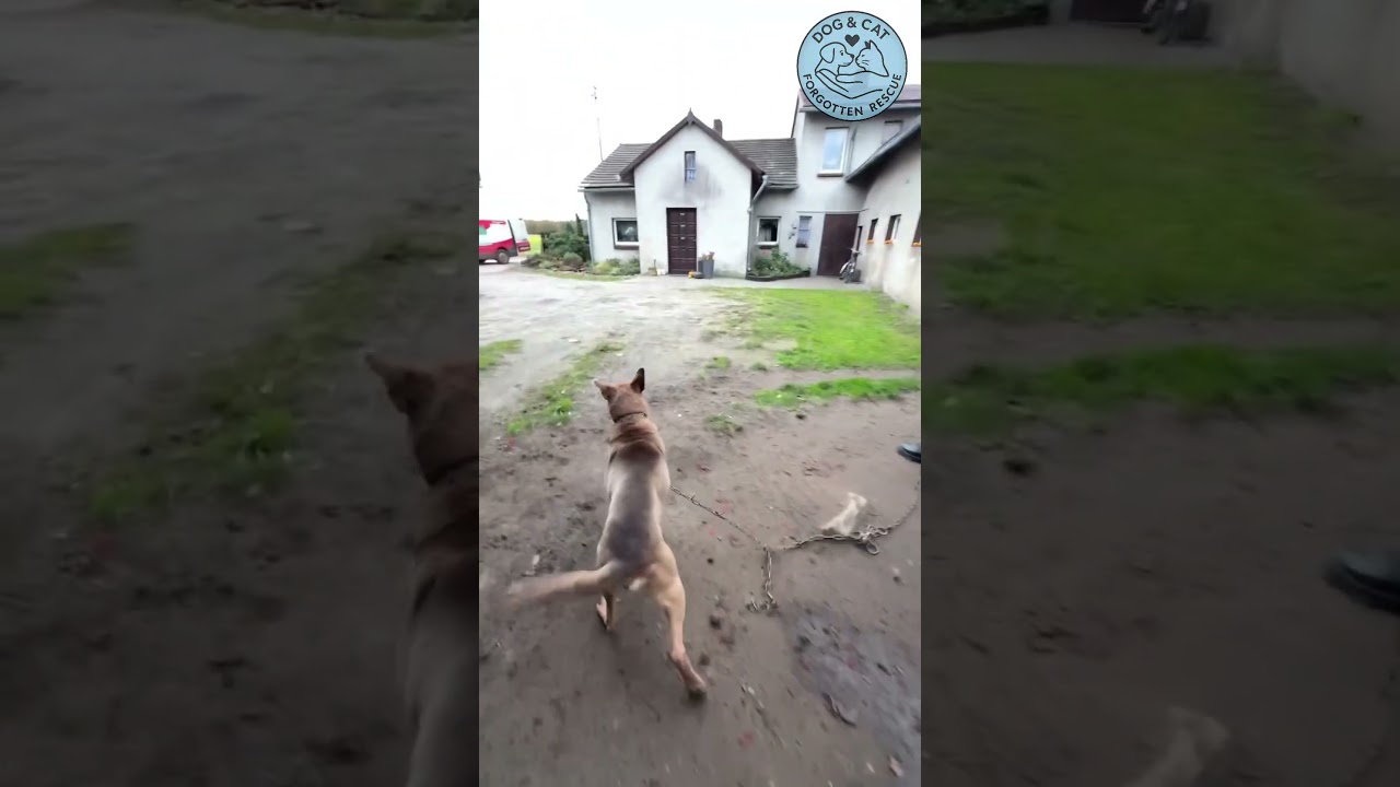 2 dogs with giant chains. Part 2 #dog #rescue #balidog #dogrescue #rescuedog #animals #help #lovedog