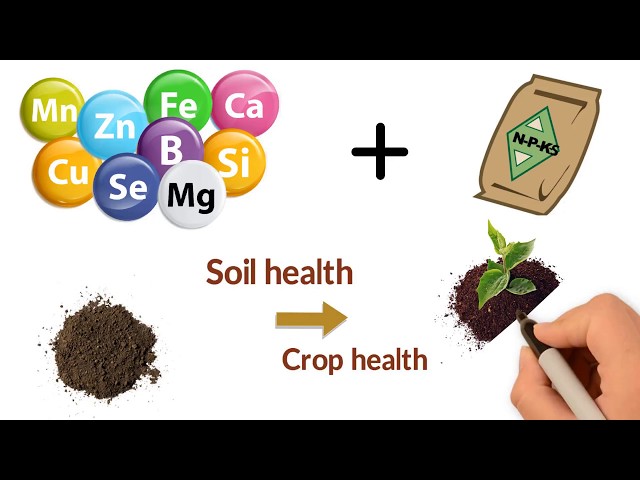 Grow Your Crops Better with Dunamis Dry Prilled Fertilizer | Plants ...