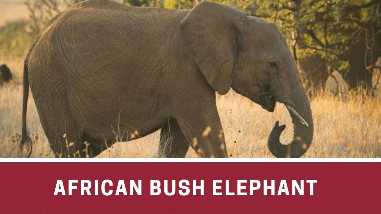African Bush Elephant Classification and Evolution, Habitat, Lifestyle