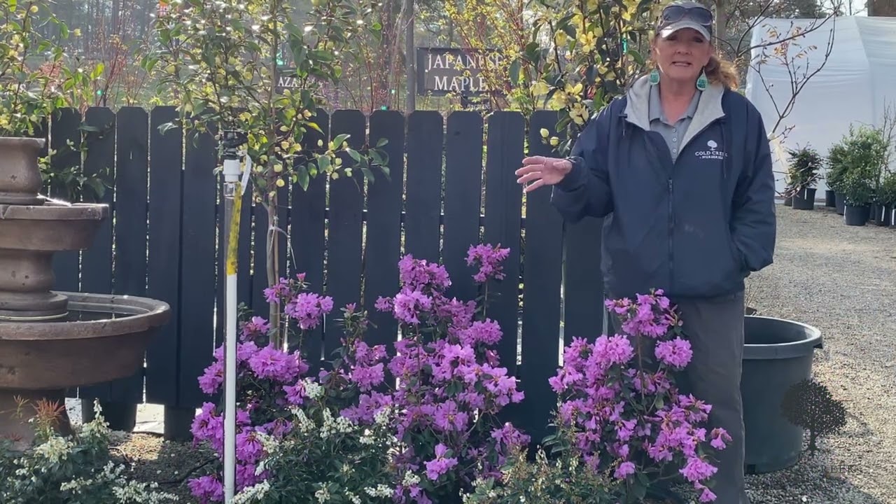 Abbey's Re-View Rhododendron