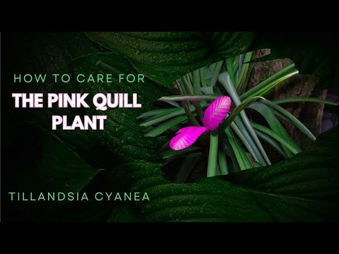 How to care For a Pink Quill Plant, Tillandsia cyanea