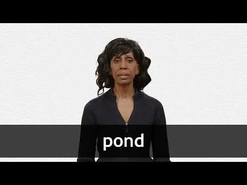 POND 释义 | 柯林斯英语词典