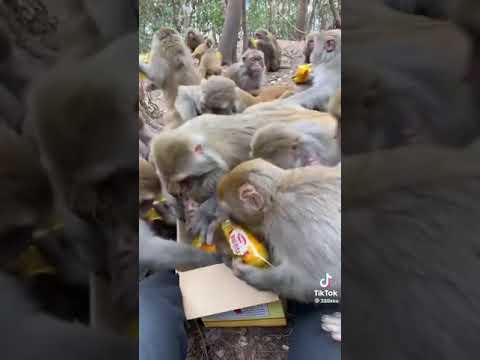 Black Friday but with monkeys.