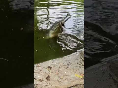 Gharial eating fish