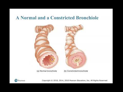 PEC Chapter 7 Anatomy and Physiology, Medical Terminology