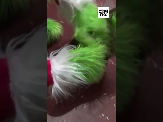 Grinch policial? Agente disfarçado prende suspeito de tráfico no Peru ...