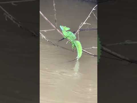 Basilisk also known as “Jesus lizard” running on water