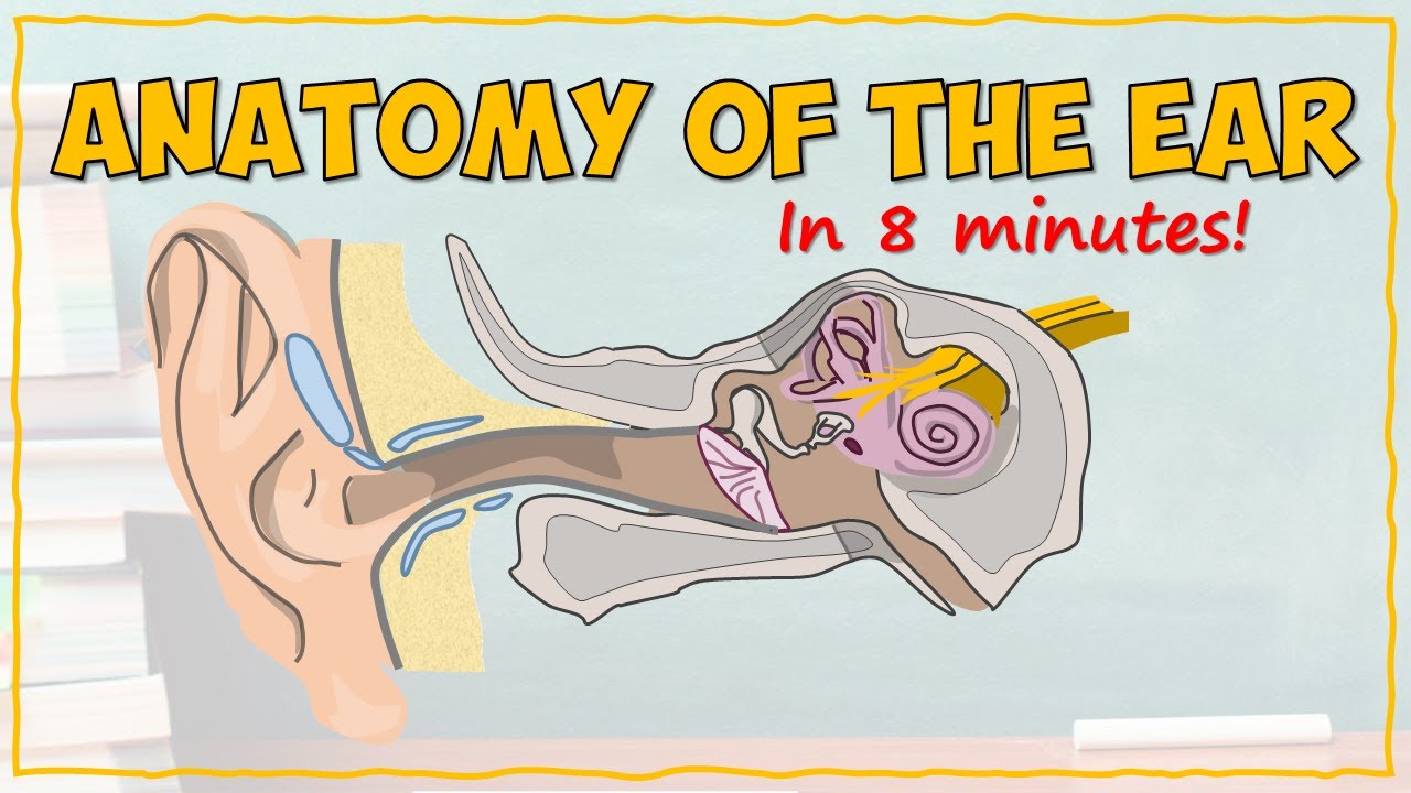 Anatomy of the Ear