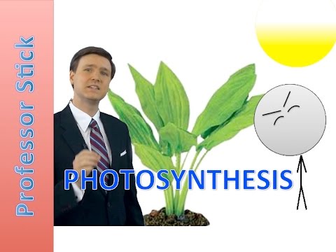 Photosynthesis! Therefore No Evolution!