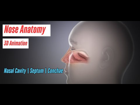 Nose Anatomy Explained | External Nose, Nasal Cavity, Nasal Septum & Clinical Points