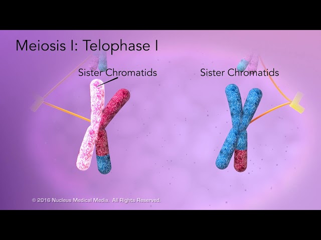 Understanding Meiosis The Process Of Gamete Formation Galaxy Ai Galaxy Ai