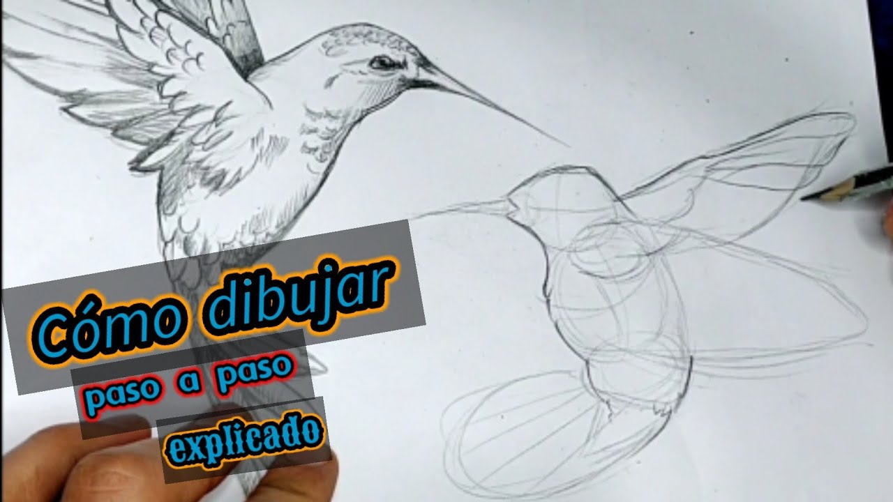How to draw a semi-realistic hummingbird step by step, for beginners / How to draw hummingbirds