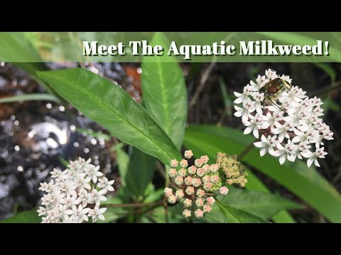 Meet The Aquatic Milkweed! 🌿