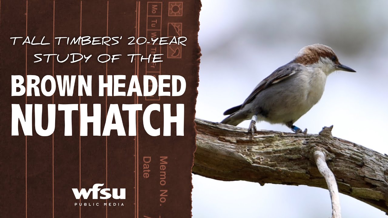 The brown-headed nuthatch– a twenty year study of bird choices