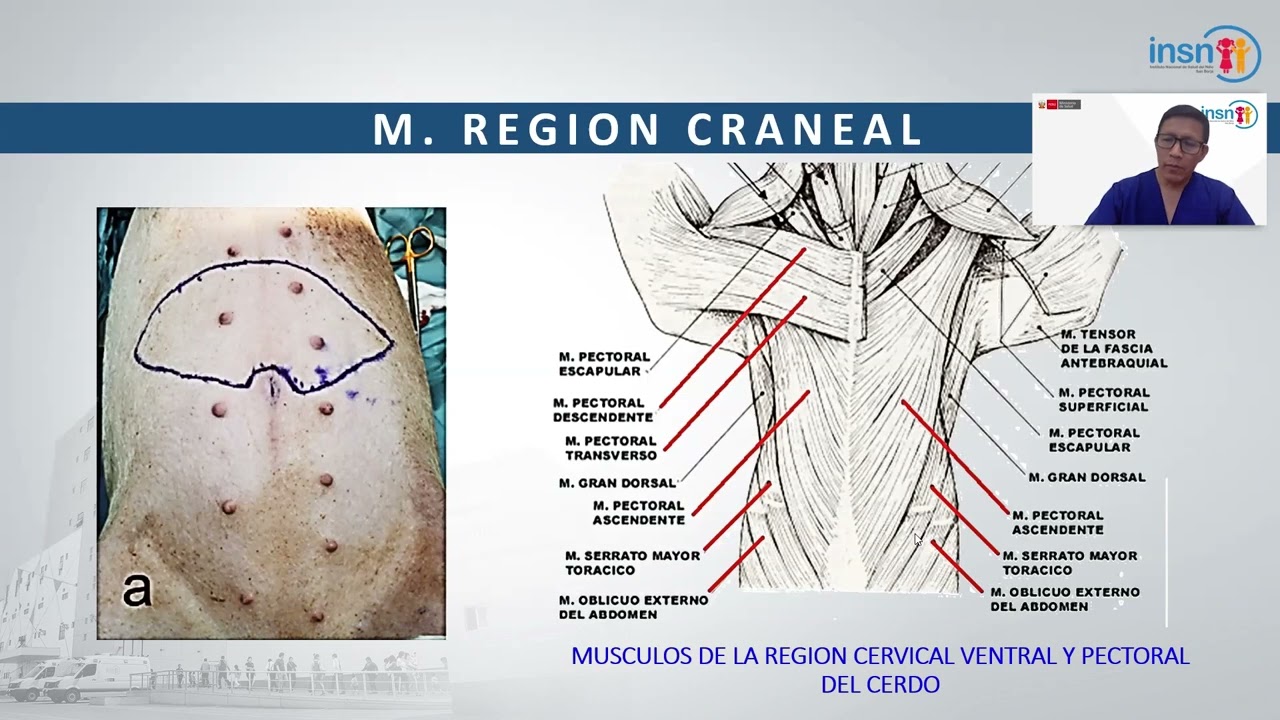 Anatomía del Modelo Porcino