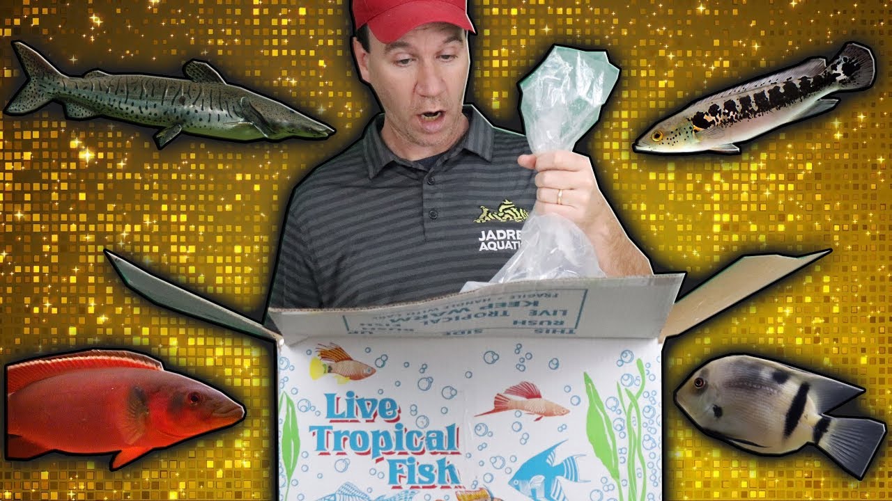 Aquarium Fish Store Unboxing Wild Caught Tropical Fish