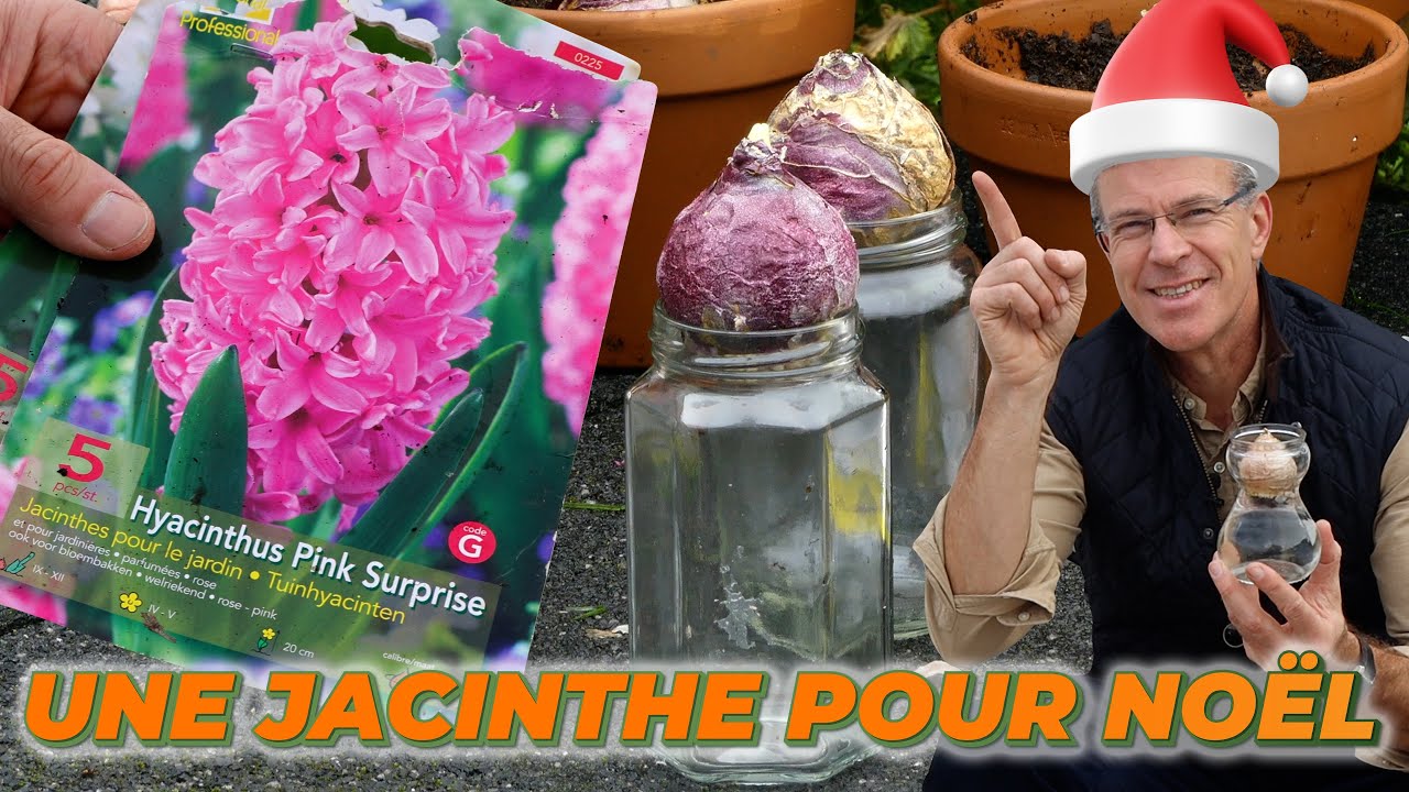 Mieux que le cactus de Noël : la Jacinthe de Noël