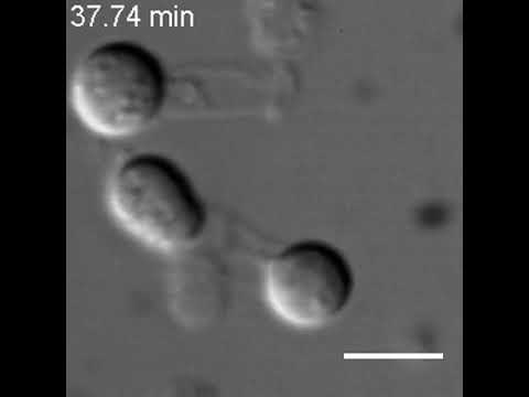 Creation of protoplasts from cells growing in hypertonic conditions