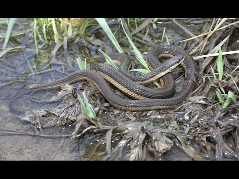 Field Notes: Crayfish Snake | University of Arkansas