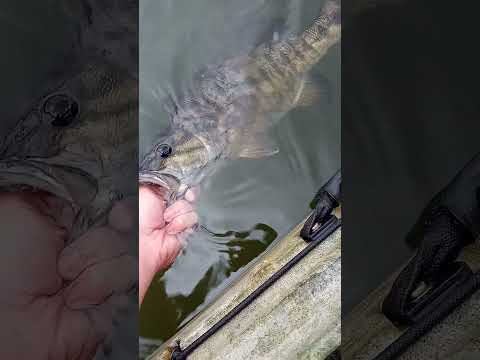 Meanmouth Bass #fishing #kayakfishing #meanmouthbass