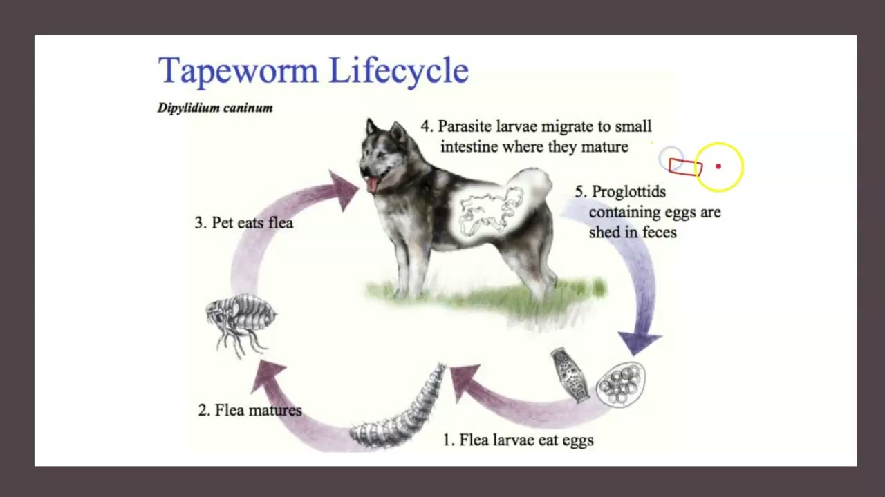 Parasite - Host Life Cycle