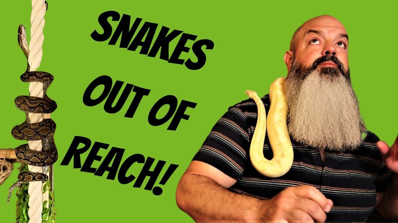 Snake Test: Will They Climb It?