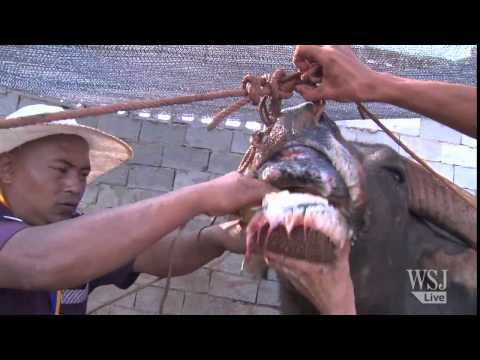 Chinese Bull Fighting | Brian Adams PR