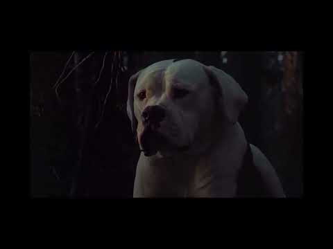homeward bound the incredible journey shadow being wise 