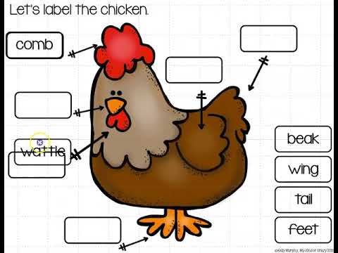 Chicken Life Cycle