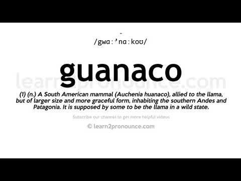 How to pronounce Guanaco | English pronunciation