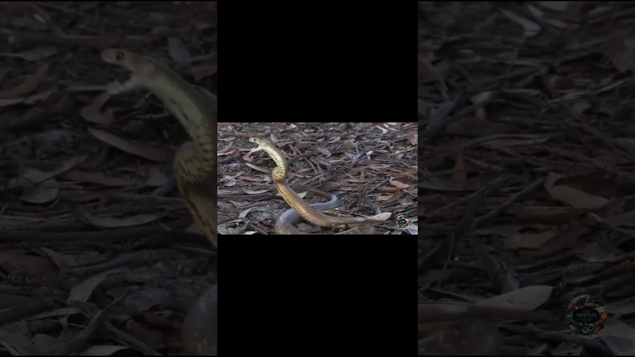 The Eastern Brown Snake - Australian's Venomous Beauty #snake #facts #snakefacts #viralvideo