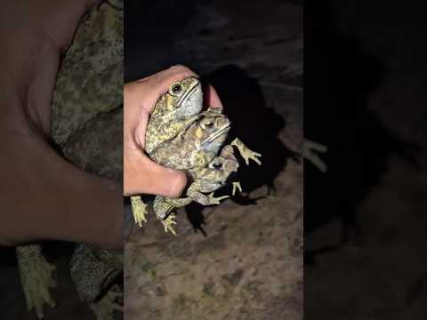 Catch Frog Funny for Laugh | Catch Three Toad so Funny | Animal for Fun | Funny Frog | Froggy