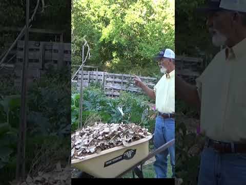 Secret Recipe Of Mulch For Your Garden #shorts #garden #mulch