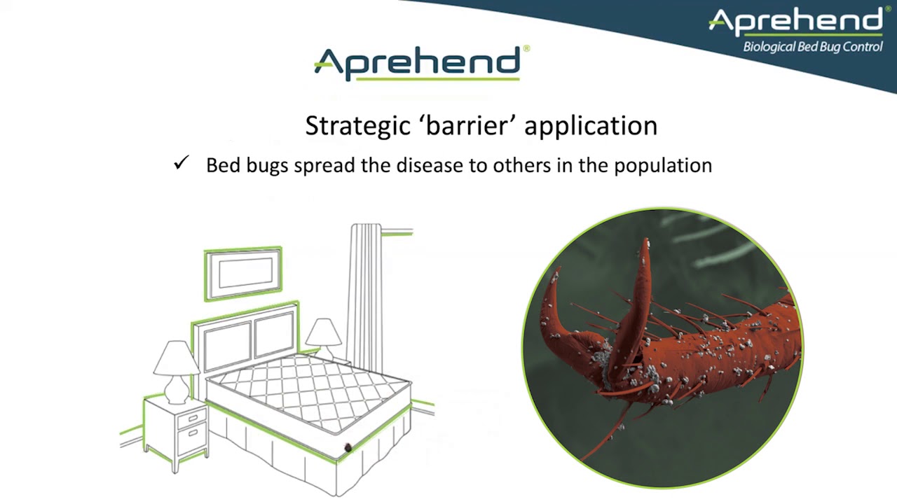 Aprehend Overview - What is it and how does it work?