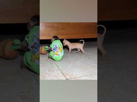 Baby monkey NANA asks dad for help when she is afraid of a cactus #shorts #monkey #babymonkey