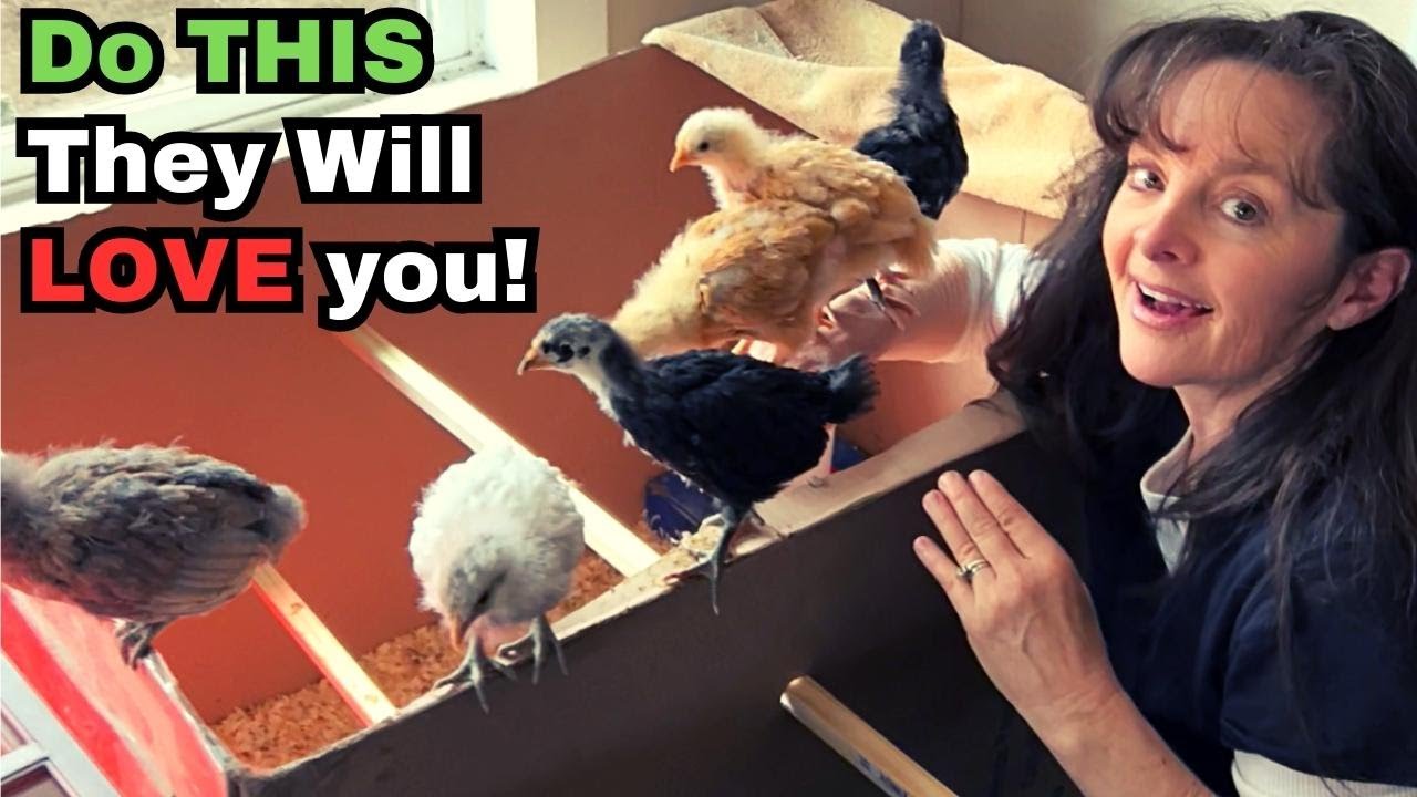 How to Make Chickens Friendly - Tips & RESULTS!!!