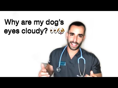 Why are my dog's eyes cloudy?