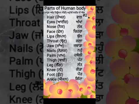 Learn what to call human body parts in English📚#punjabi #english #advancedenglish #shorts #education