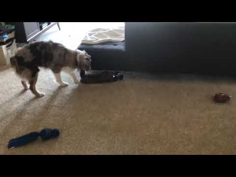 How an Australian Shepherd reacts to seeing a RC car for the first time!