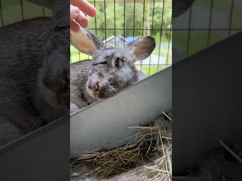 Our first TAMUK kits! #rabbits #rabbitry #homestead #smallfarming #learning