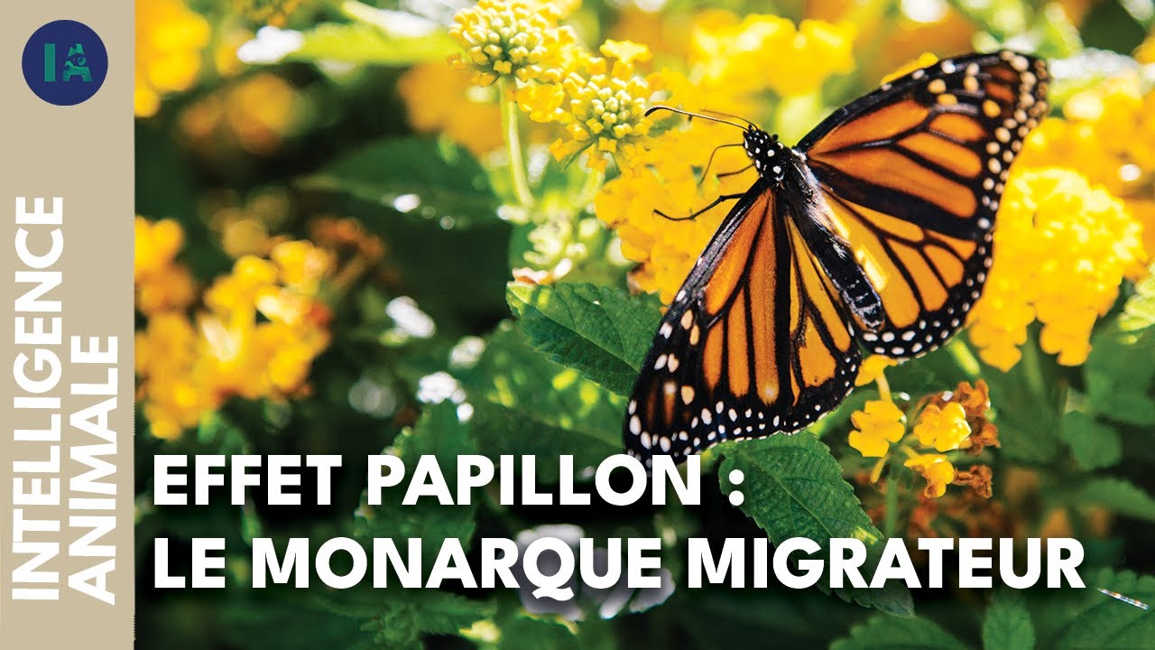 Documentaire | L’incroyable voyage du monarque, papillon migrateur