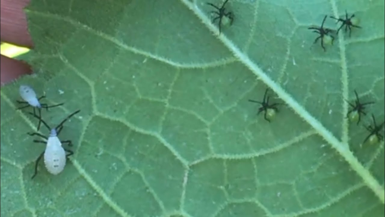 what do SQUASH BUGS look like (just hatching out)