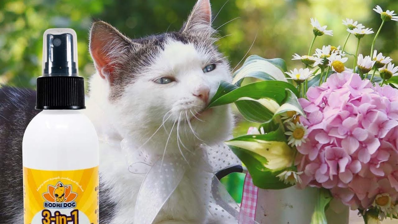 Top 5 Best Cat Deterrent Sprays in 2023 | Review & Buying Guide