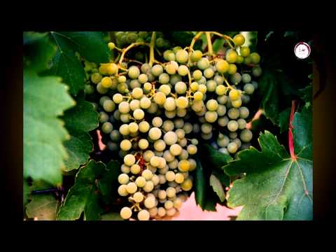 La Mancha, Wines worth discovering