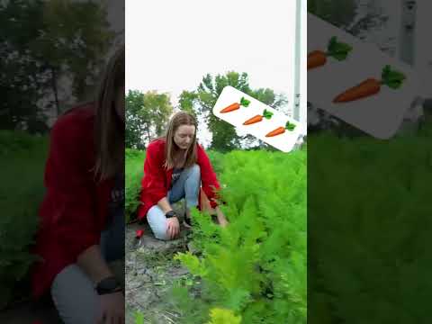 #shorts 🍅 It’s harvest time at FortWhyte Alive Farms🥕 #manitoba #harvest