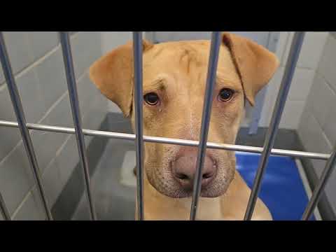 Acs A758897