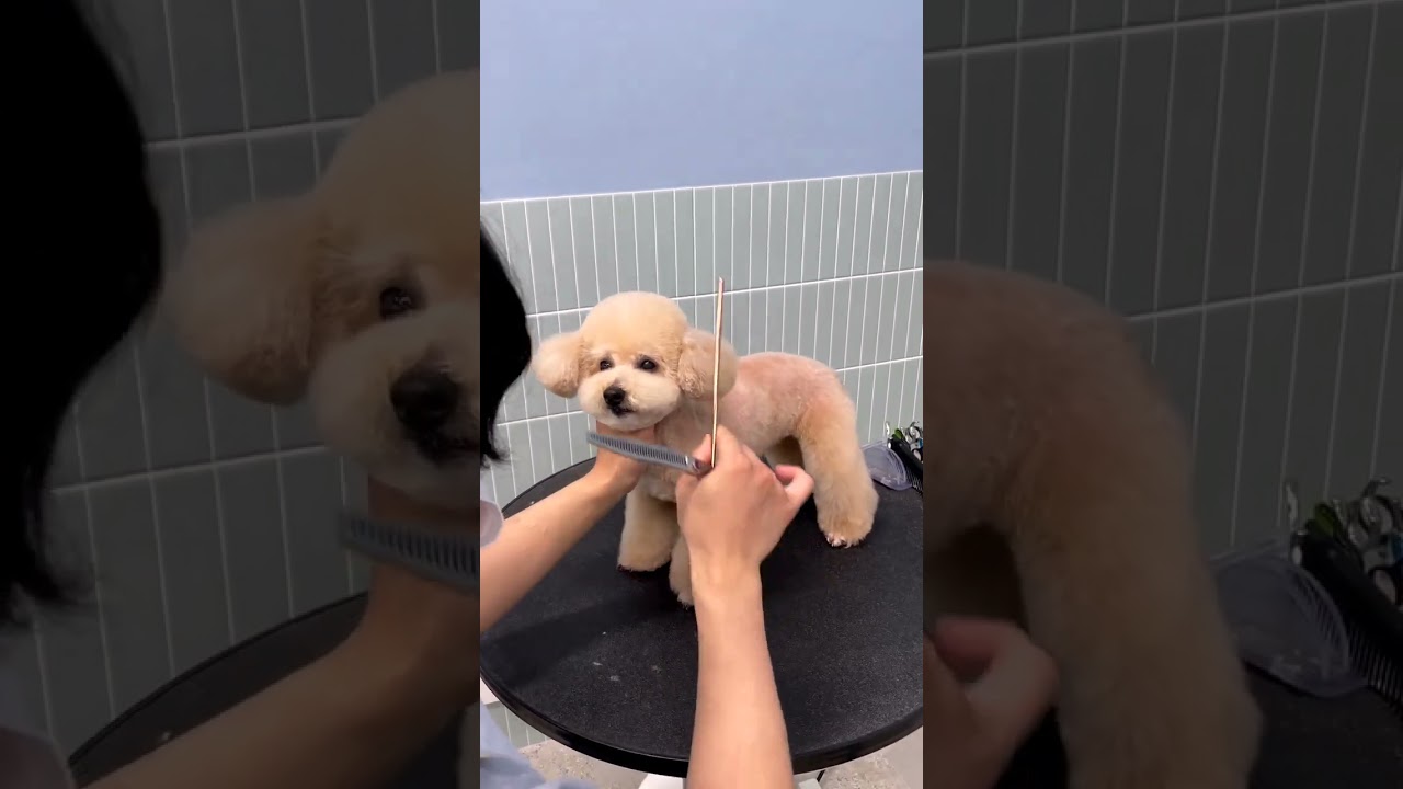 This bichon frise puppy had the best reaction ever to his grooming session 😍 #cutepuppy